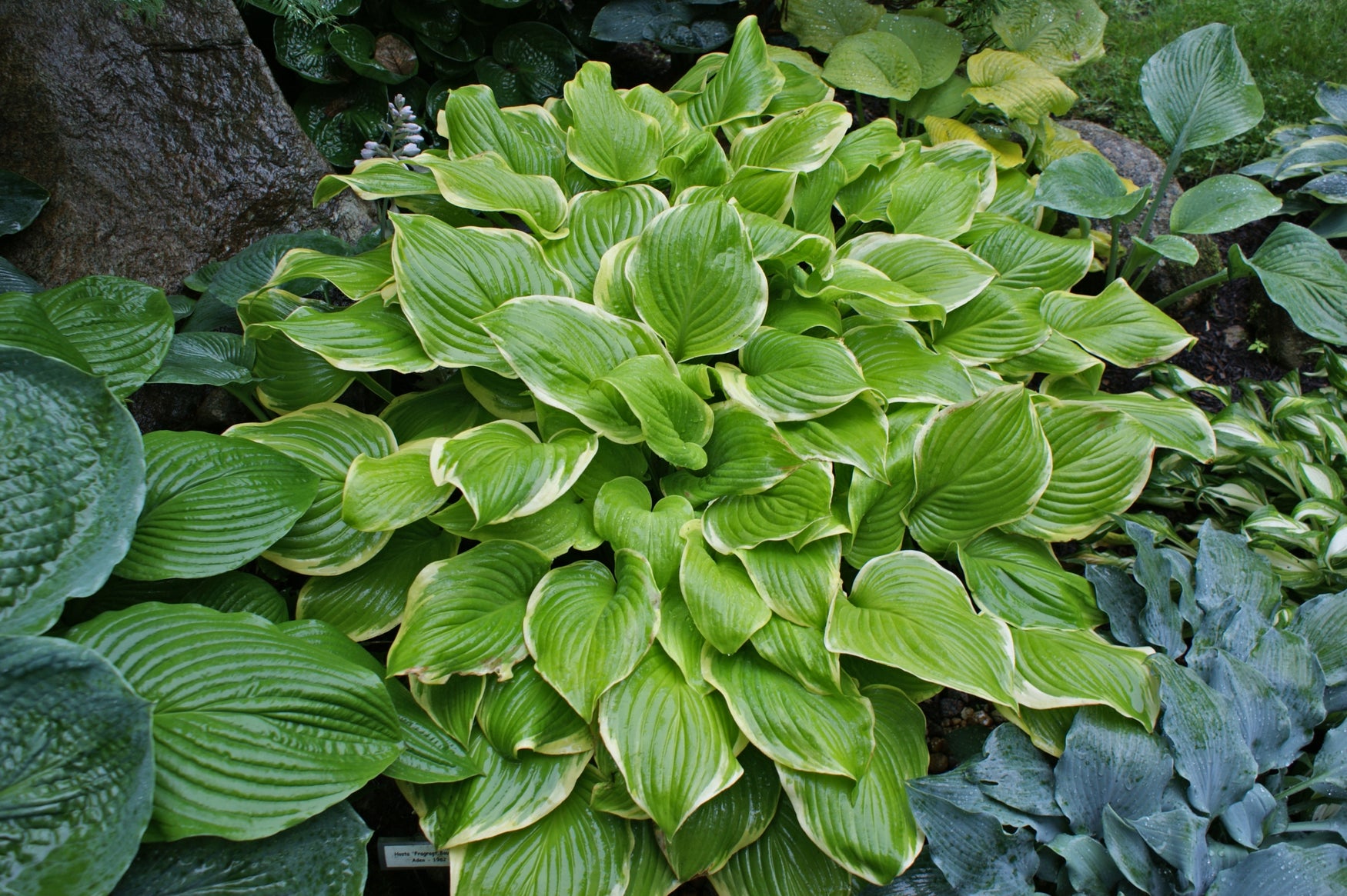 Fascinating Hosta Varieties | Add Instant Impact To Your Summer Garden ...