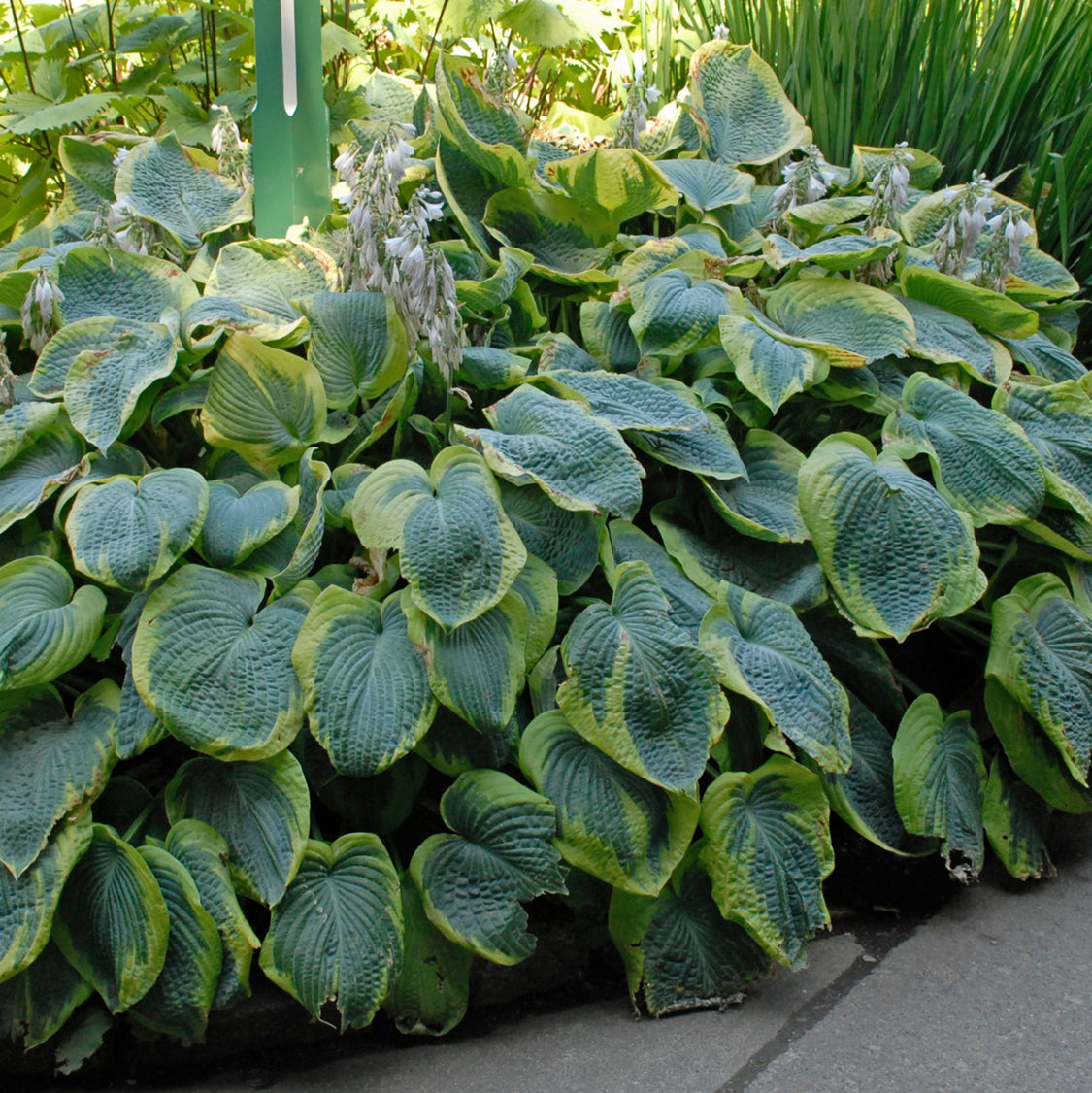 Frances Williams Hosta - Shade Perennial Slug Resistant Hosta Plant ...
