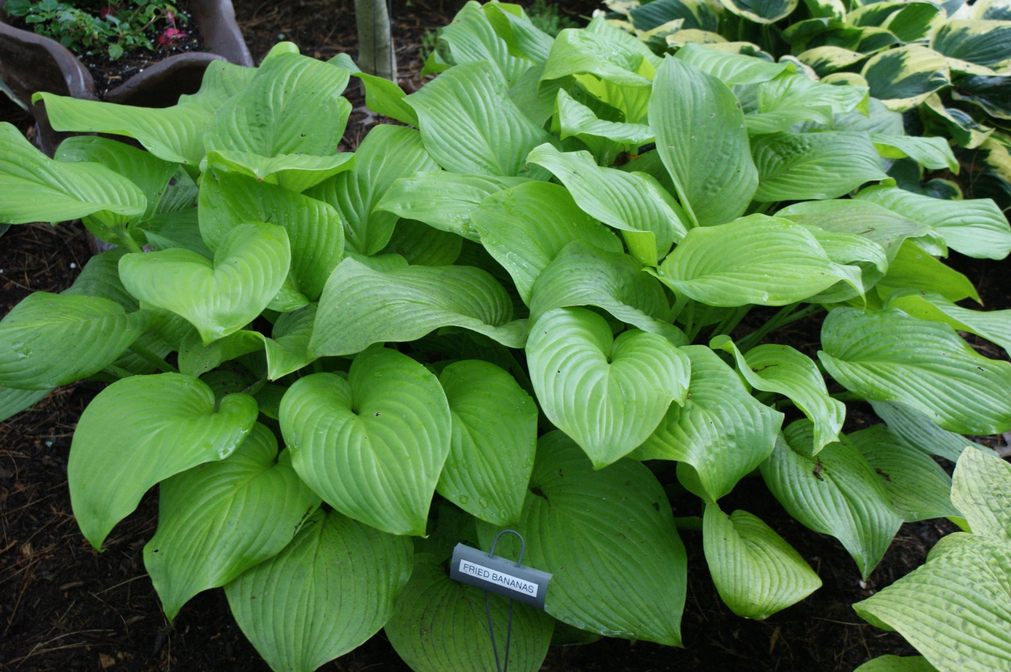 Buy Fragrant Hostas - Add Fragrance To Your Hosta Garden – NH Hostas