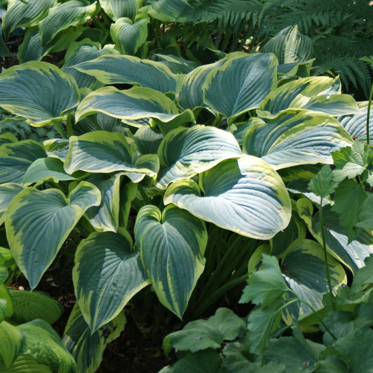 Frost Giant Hosta | Giant Elegant Hosta | Blue Green Hosta Plant Yellow ...