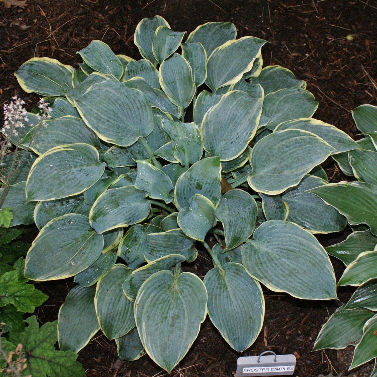 Frosted Dimples Hosta - Shade Perennial Slug-Resistant Hosta Plant – NH Hostas
