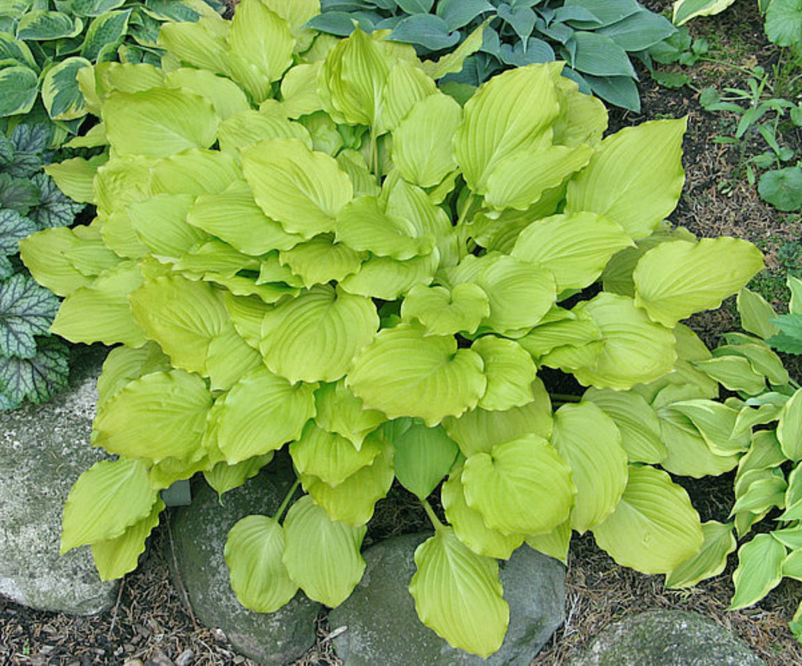 Buy Red Petiole Hostas - Unusual Hosta Plants Have Red Stems – NH Hostas