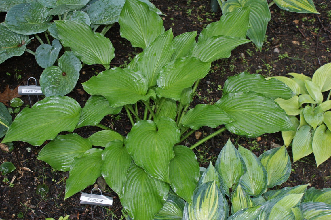 Hostas by Color | Choose Blue Green Gold White and Varigated Hostas ...