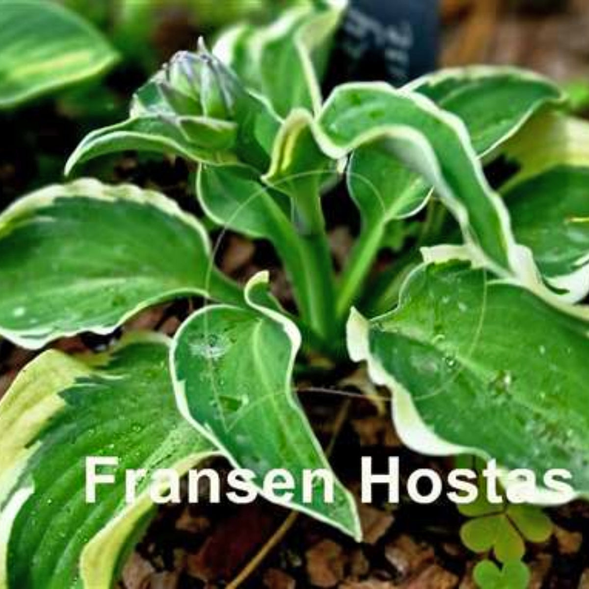 Funky Mouse Hosta – NH Hostas