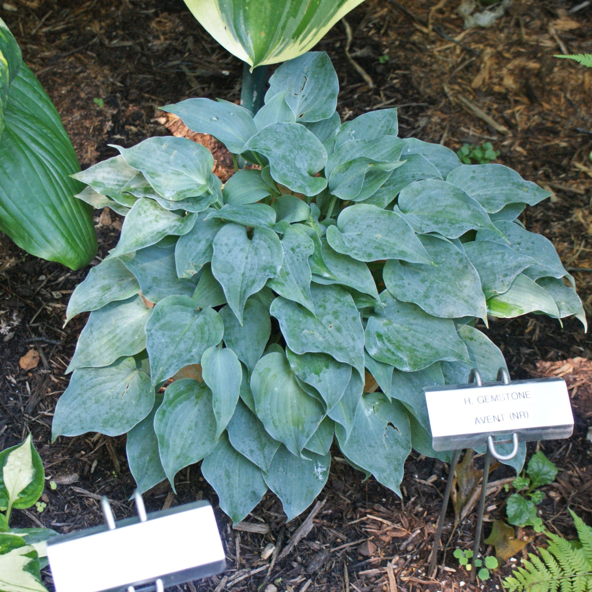 Gemstone Hosta - Shade Perennial Miniature Blue Hosta Plant – NH Hostas