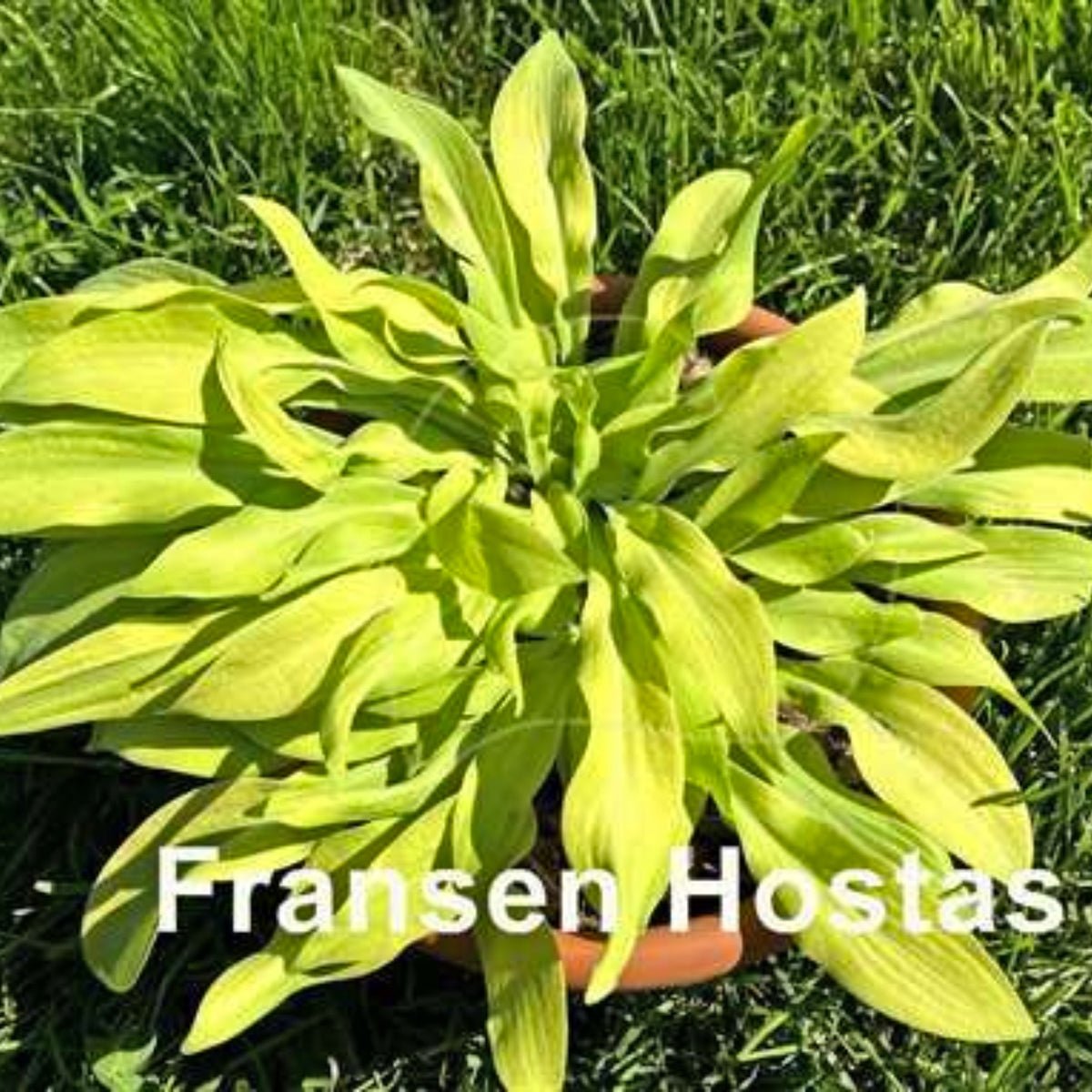 Going Bananas Hosta – NH Hostas