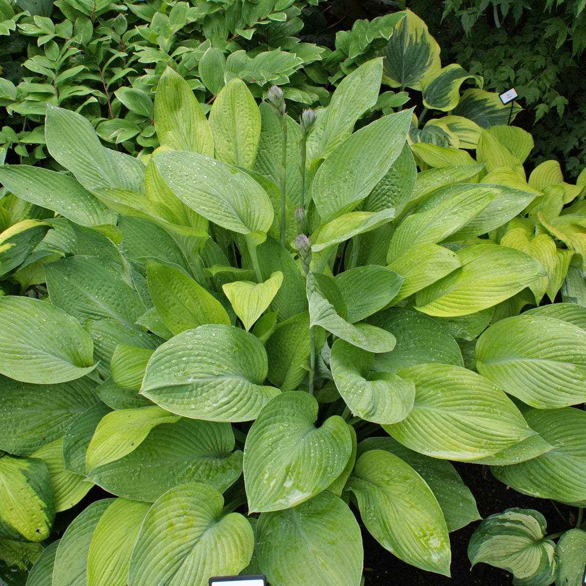Gold Regal Hosta - Slug Resistant Hostas – NH Hostas