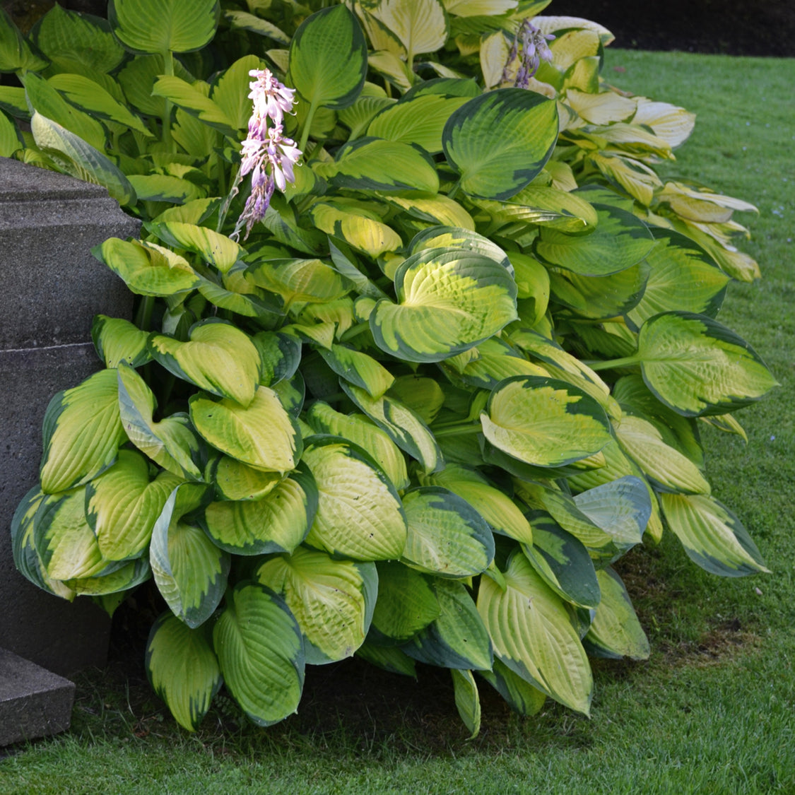 Gold Standard Hosta - Shade Perennial Large Hosta Plant – NH Hostas