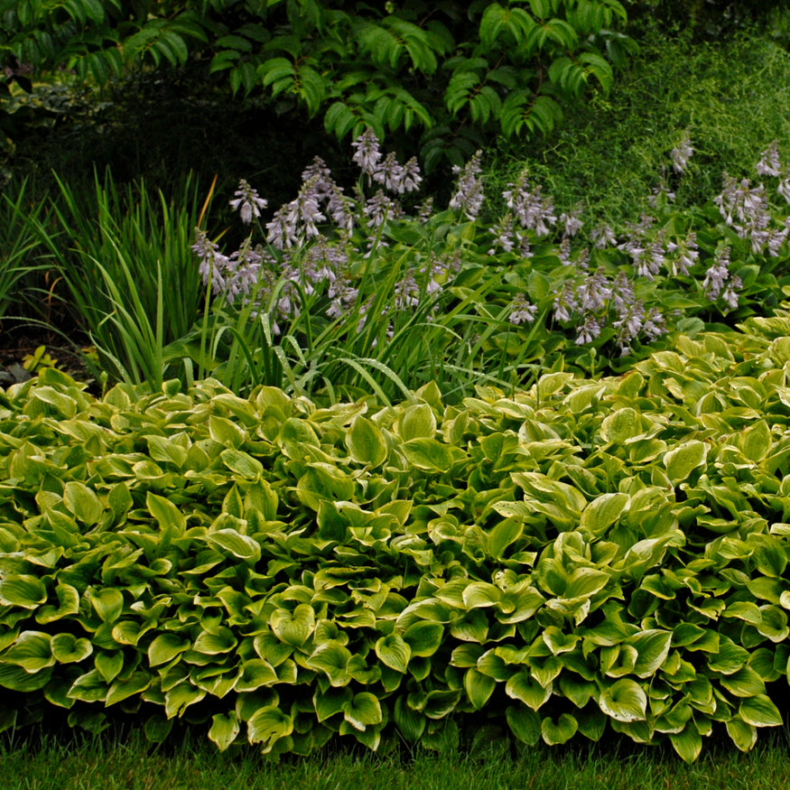 Ground Cover Hosta - Hostas For Rock Gardens Or Borders – NH Hostas