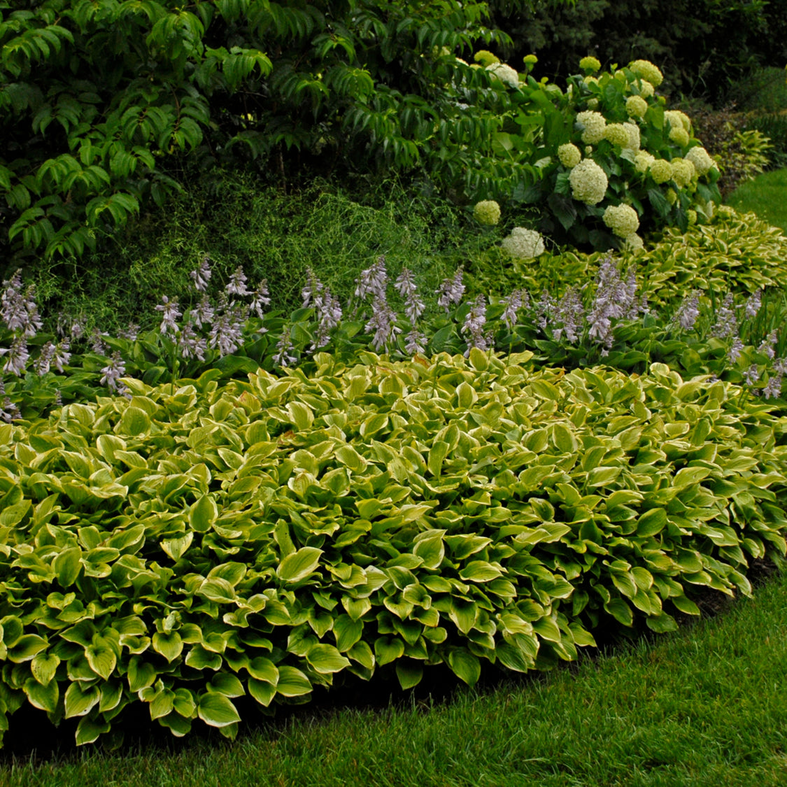 Ground Cover Hosta - Hostas For Rock Gardens Or Borders – NH Hostas