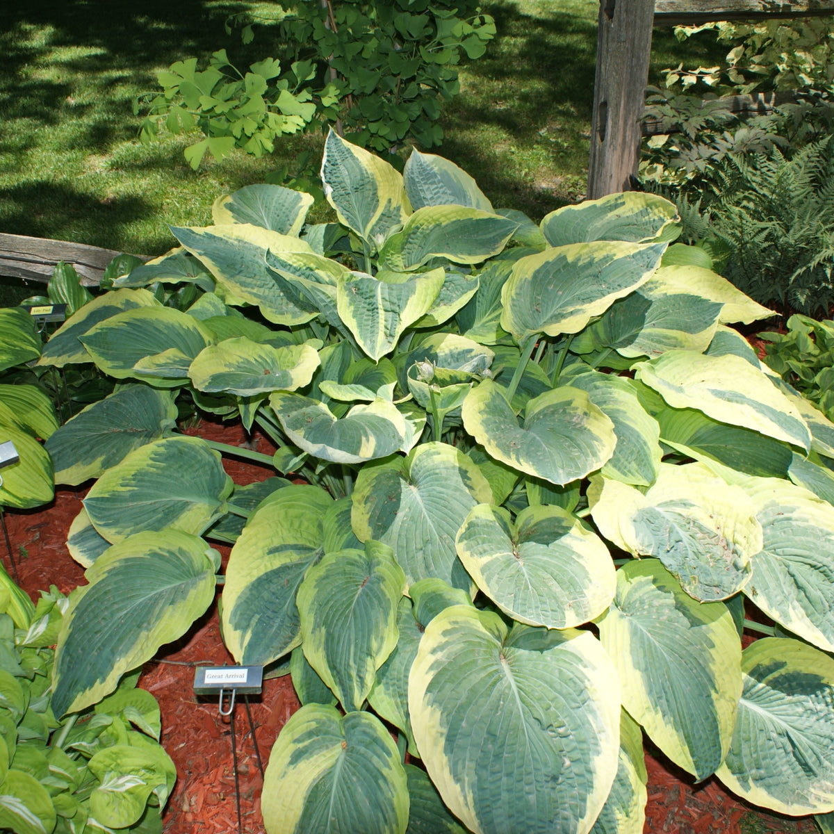 Great Arrival Hosta - Shade Perennial Giant Hosta Plant – NH Hostas