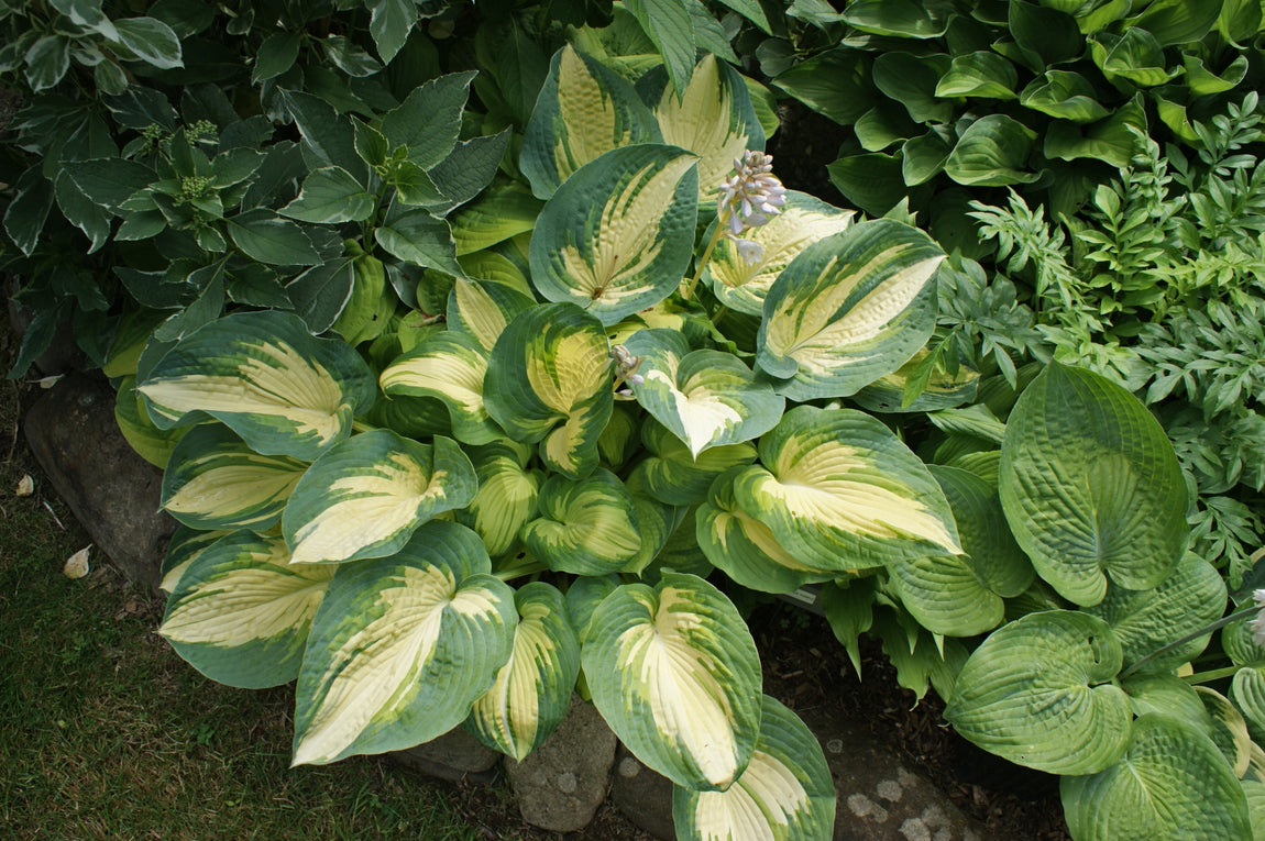Buy Giant Hostas - Add Giant Hosta Cultivars - Big Hosta Plants Make An ...