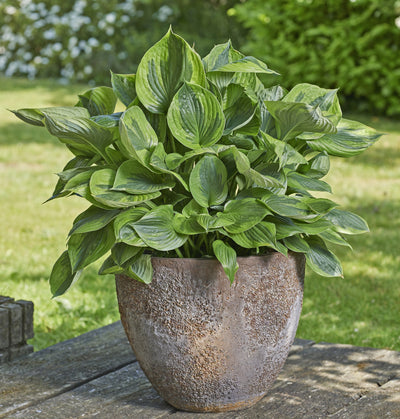 Buy Green Hostas In An Intriguing Variety Of Shades – NH Hostas