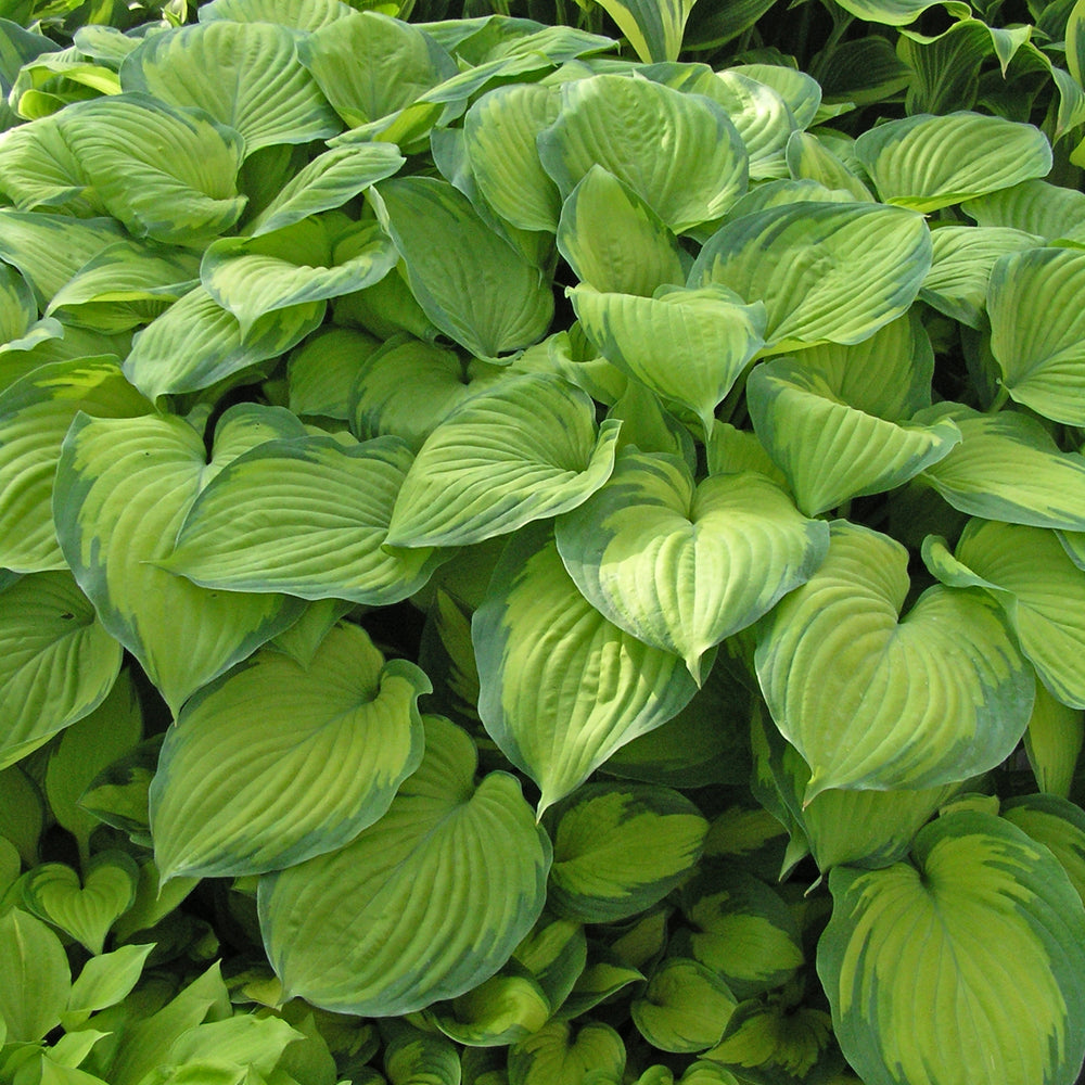 Introducing Our 2025 Hosta Catalog - 10% Early Order Discount! – NH Hostas