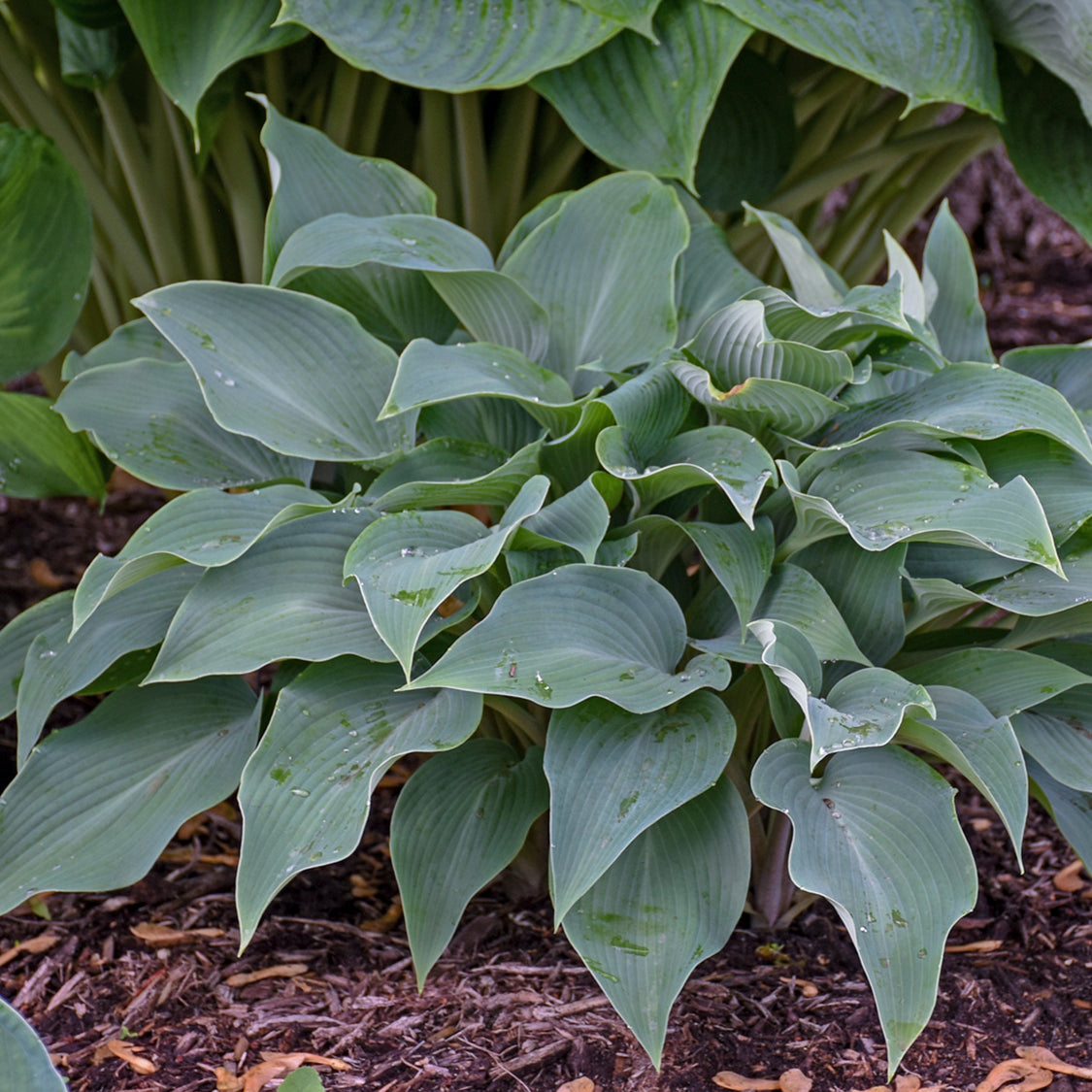 Halcyon Hosta - Shade Perennial Slug Resistant Hosta Plant – NH Hostas