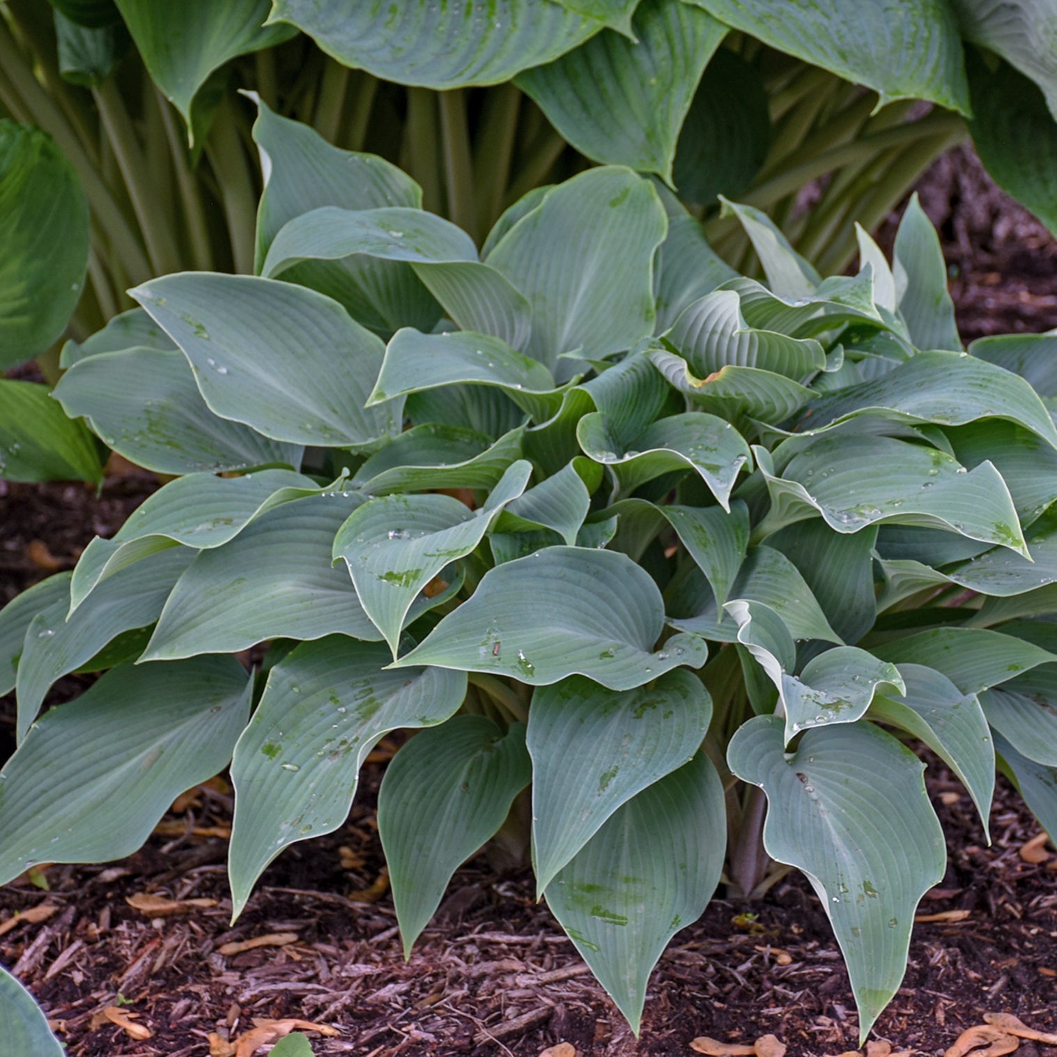 Halcyon Hosta - Shade Perennial Slug Resistant Hosta Plant – NH Hostas