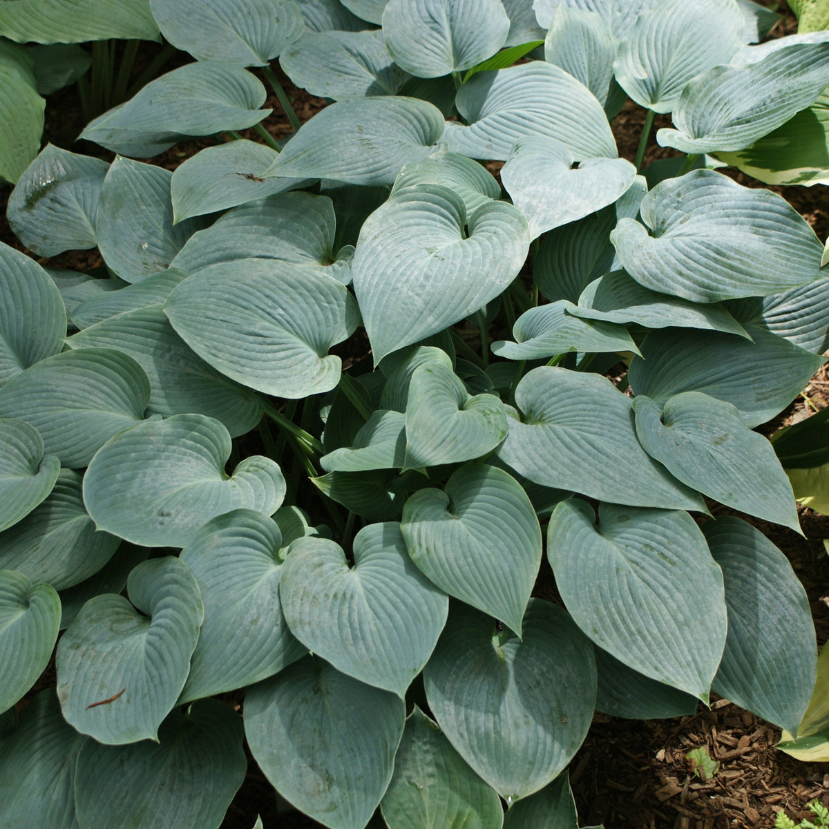 Halcyon Hosta - Shade Perennial Slug Resistant Hosta Plant – NH Hostas