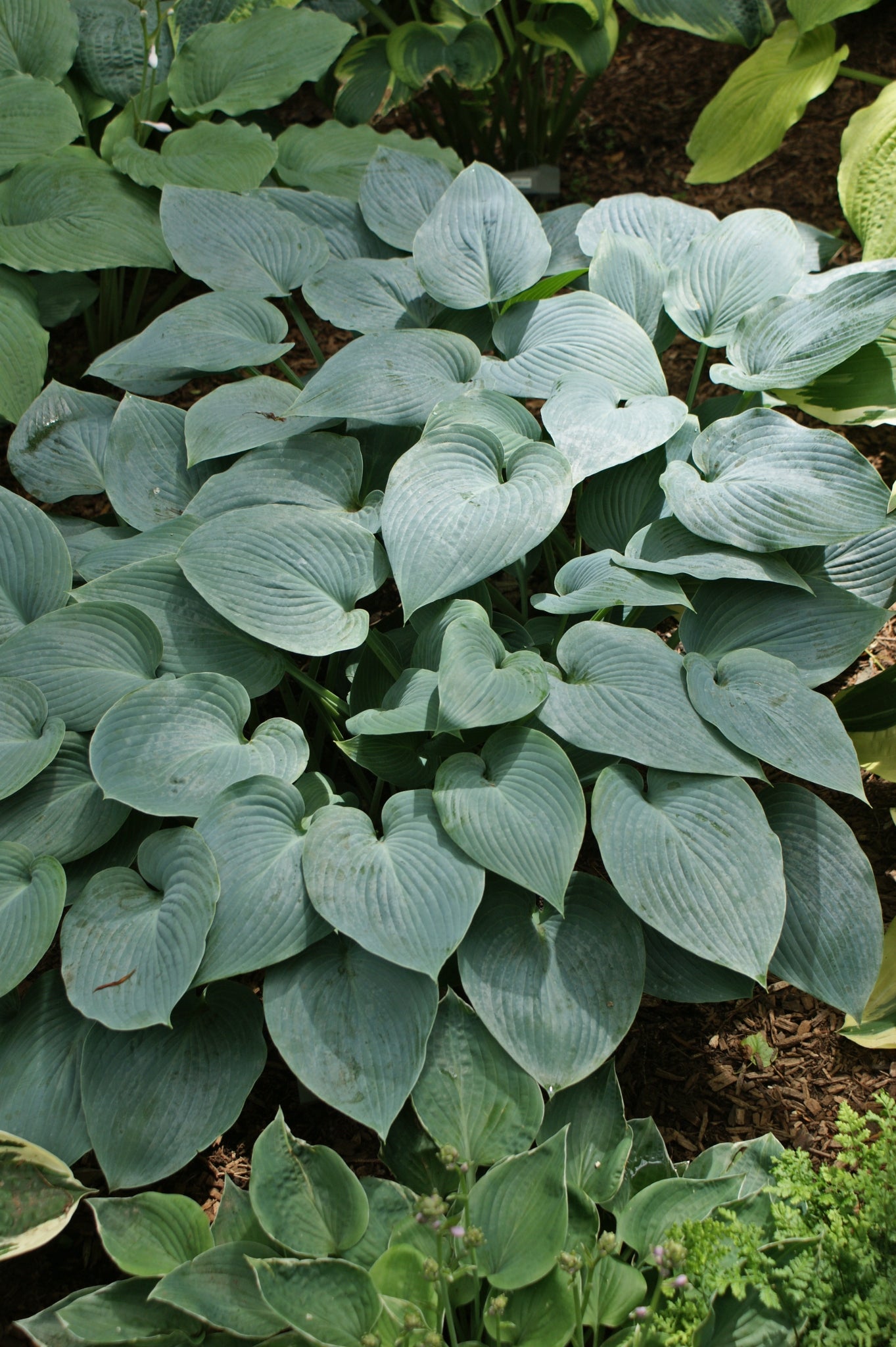 Halcyon Hosta - Shade Perennial Slug Resistant Hosta Plant – NH Hostas