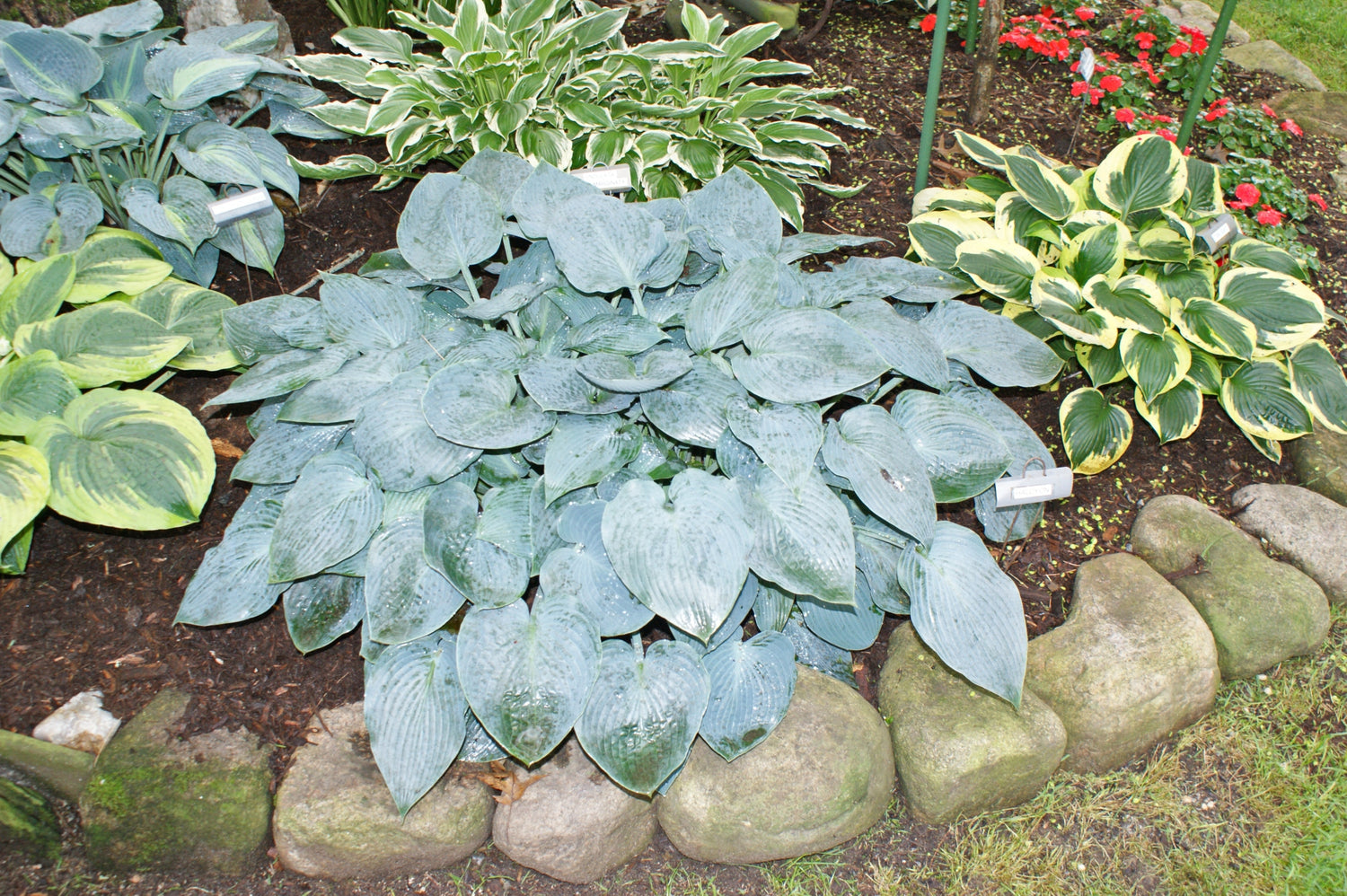 Buy Blue Hostas - Give Your Garden True Blue Colors – NH Hostas