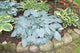 Halcyon Hosta - Shade Perennial Slug Resistant Hosta Plant – NH Hostas