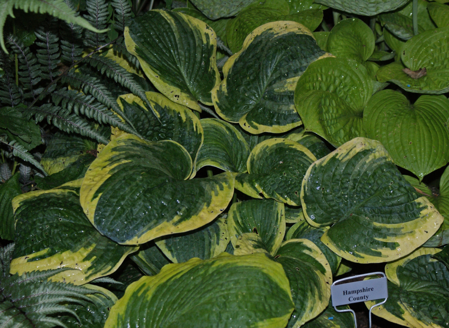 Buy Hostas Online From NH Hostas - Alphabetically H-P