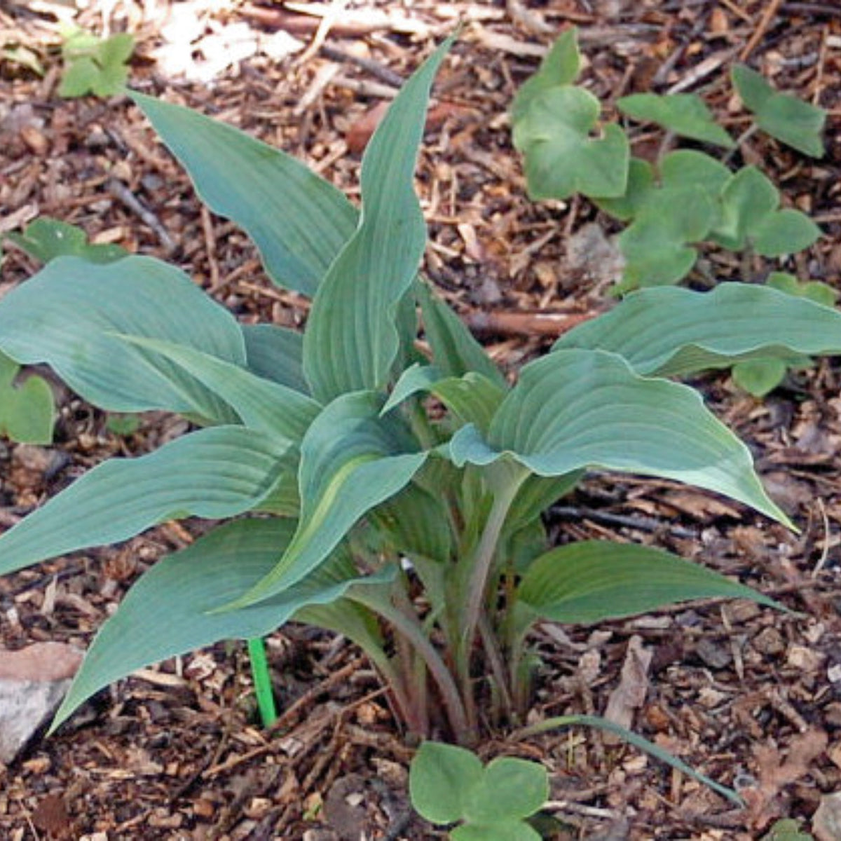 Hanjas Ida Hosta – NH Hostas