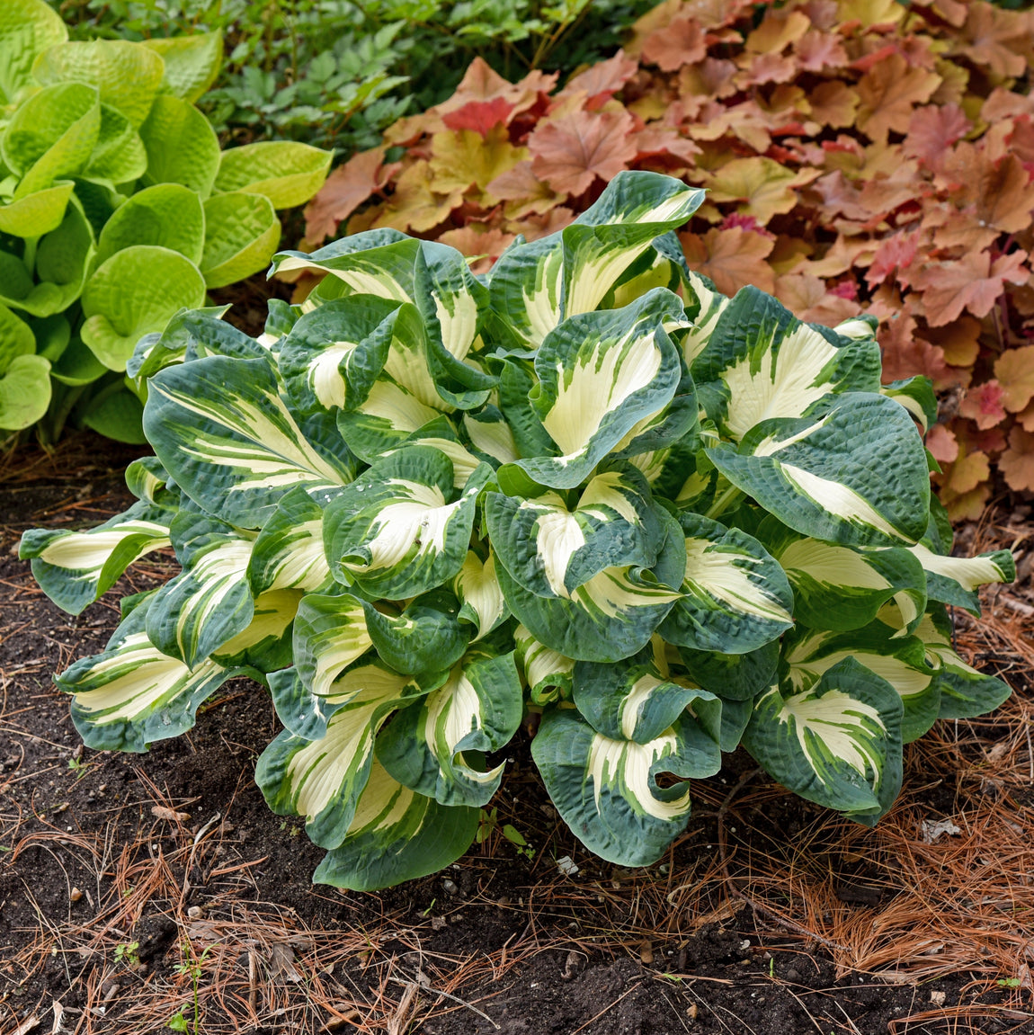Buy Medium Hosta Plants Between 15 and 22 Inches Tall – NH Hostas
