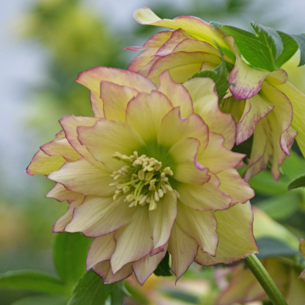 Helleborus 'First Dance' – NH Hostas