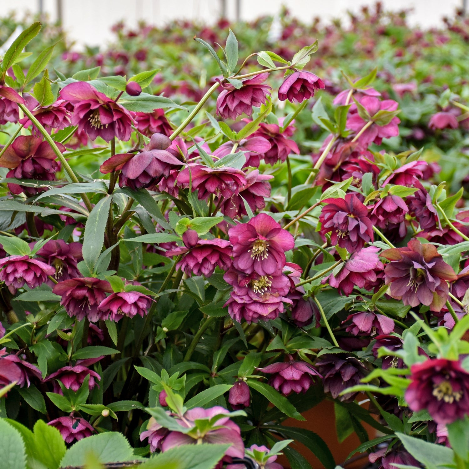 Buy Helleborus Online - First Perennial to Bloom in the Shade Garden ...