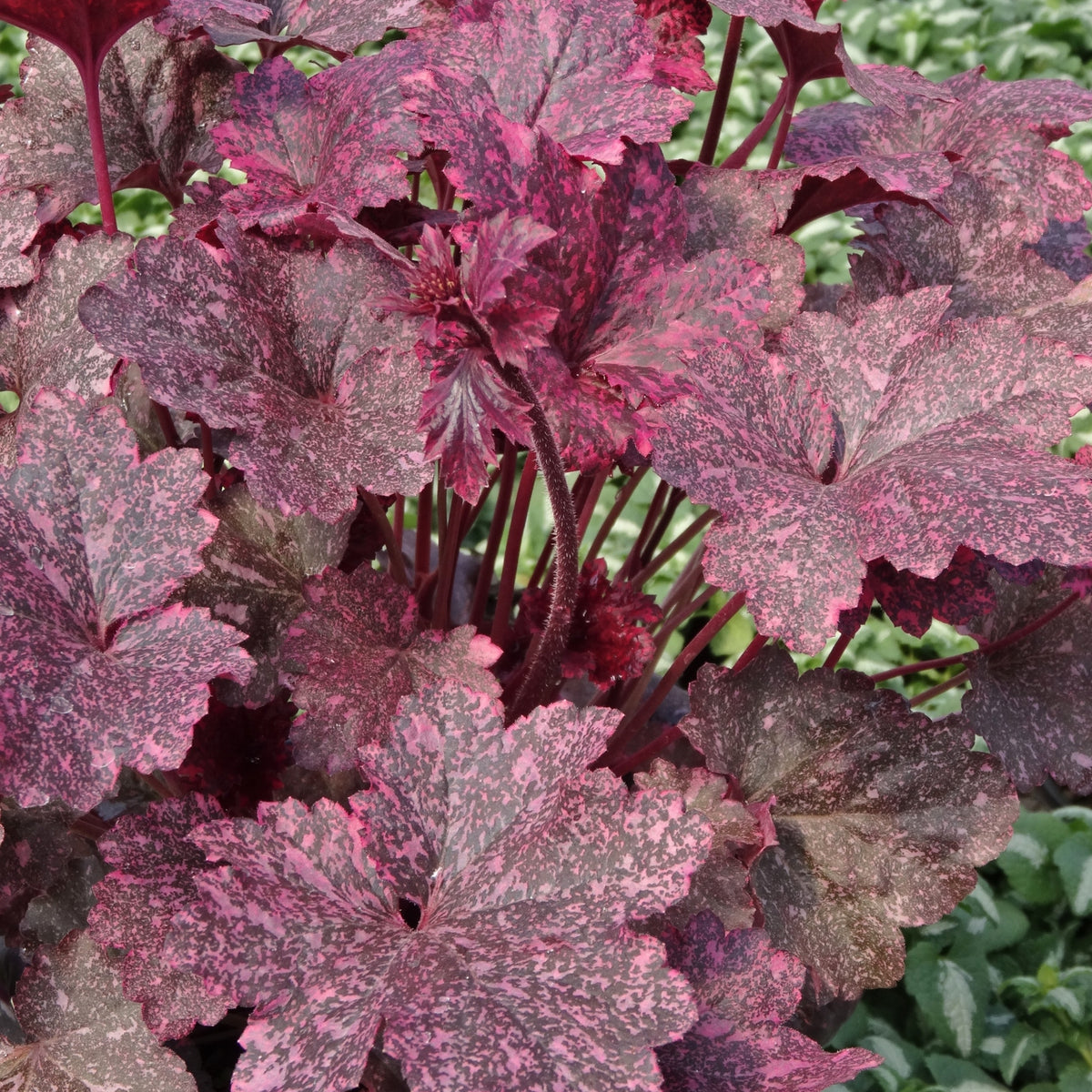 Heuchera 'Midnight Rose' PP18551 – NH Hostas
