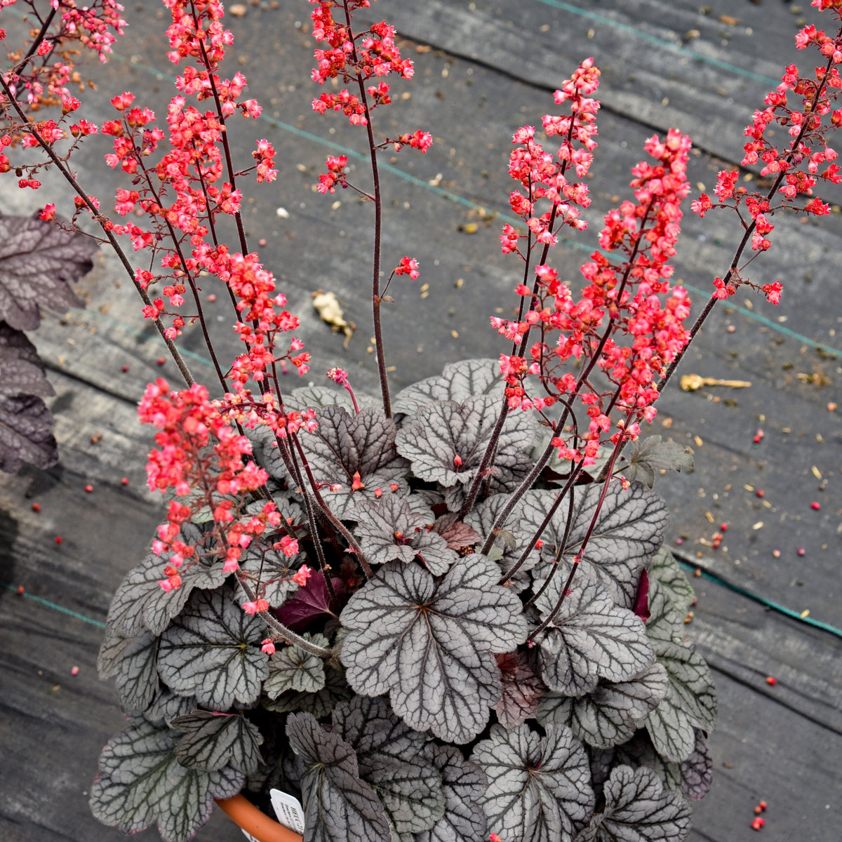Heuchera 'Glazed and Infused' PPAF – NH Hostas