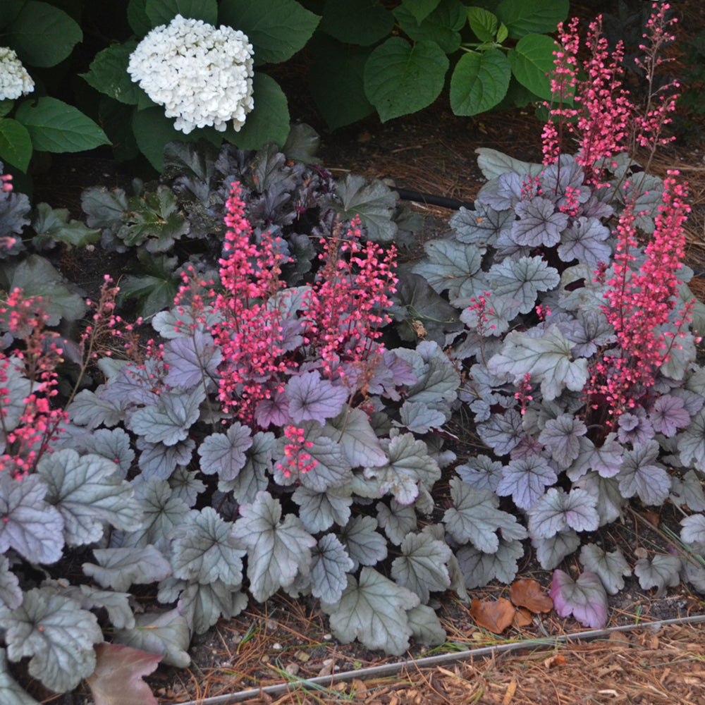 Buy Heuchera Online From NH Hostas - Shade Perennials