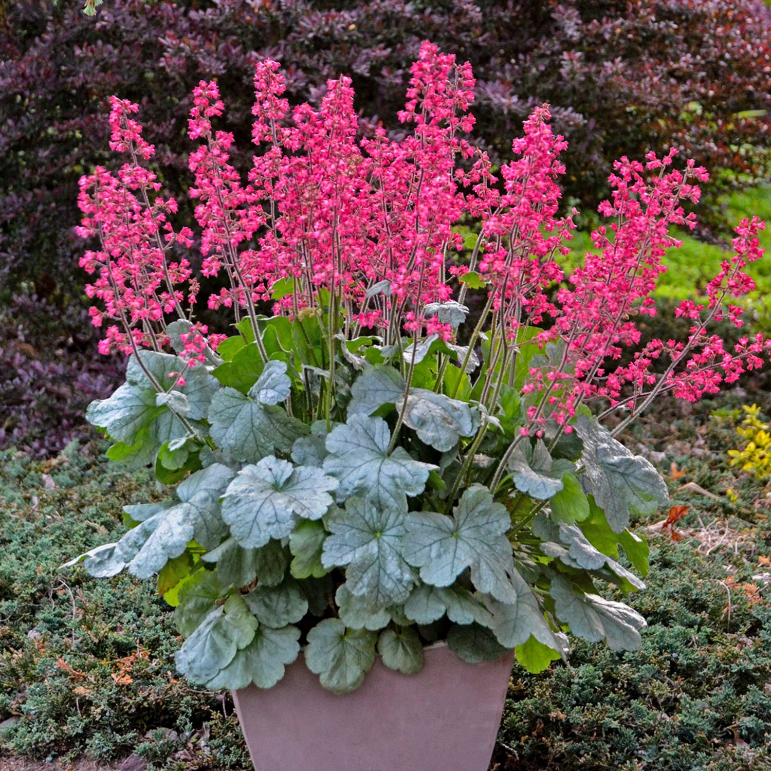Buy Heuchera Online From NH Hostas - Shade Perennials