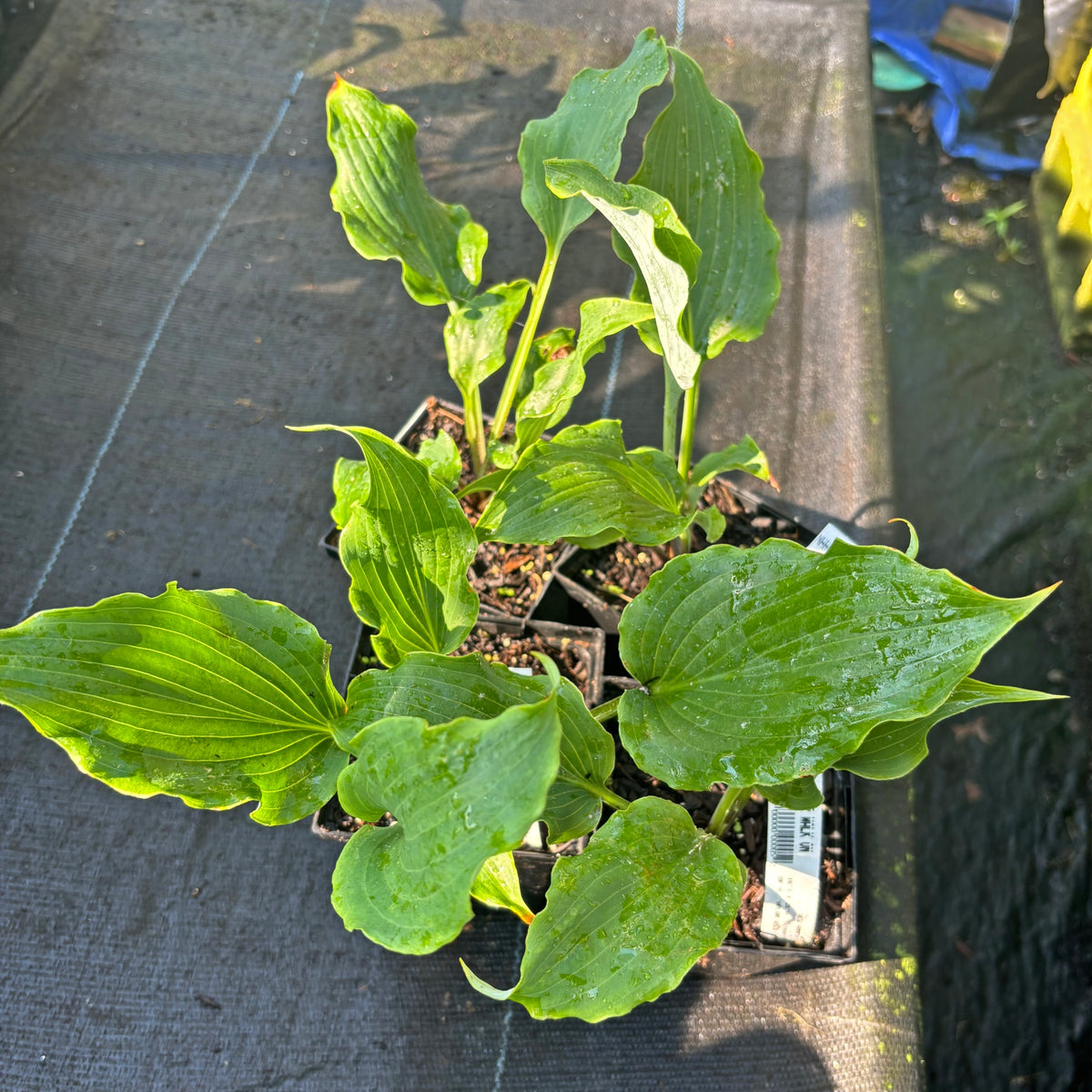Holar Walk On Hosta - 4.5 Inch Container (NEW For 2024!) – NH Hostas