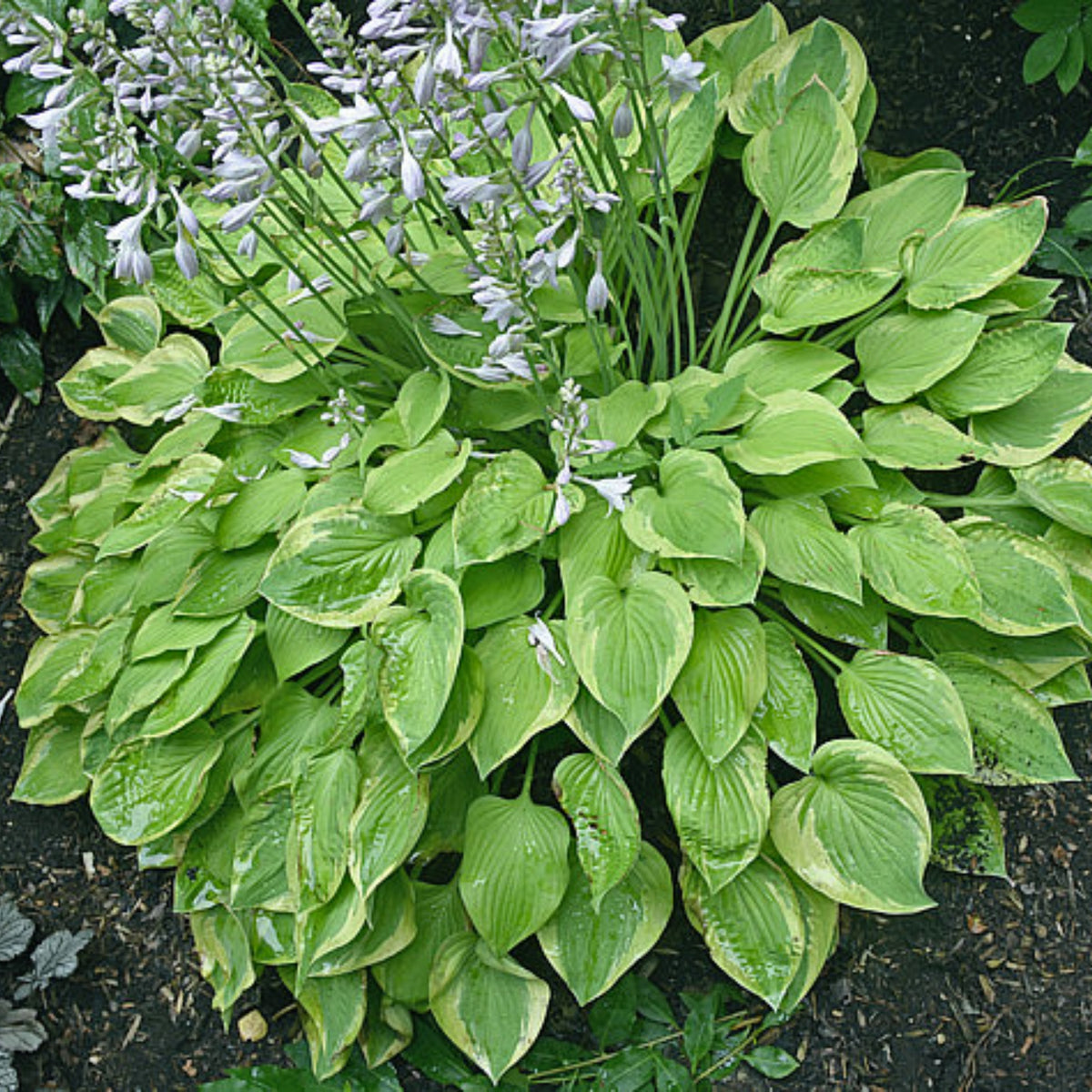 Home Sweet Home Hosta – NH Hostas