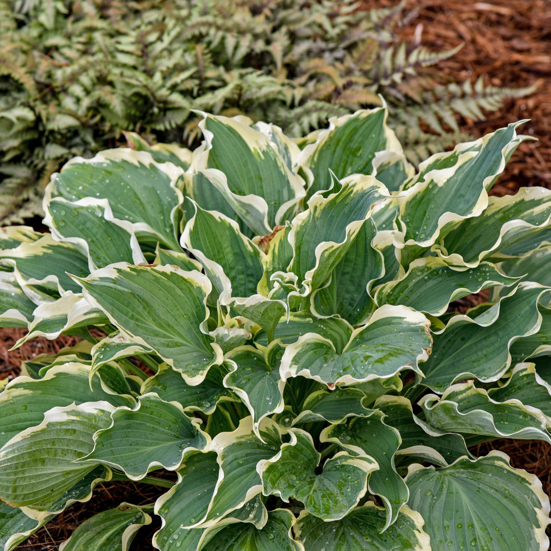Buy Medium Hosta Plants Between 15 and 22 Inches Tall – NH Hostas