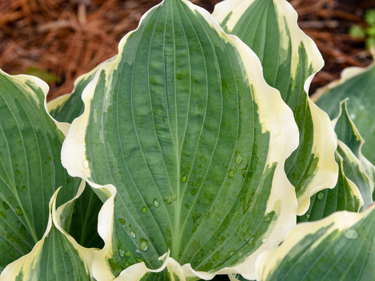 Hope Springs Eternal Hosta PPAF - 4.5 Inch Container (NEW For 2021 ... Hope Springs Eternal Hosta PPAF - 4.5 Inch Container (NEW For 2021 ...