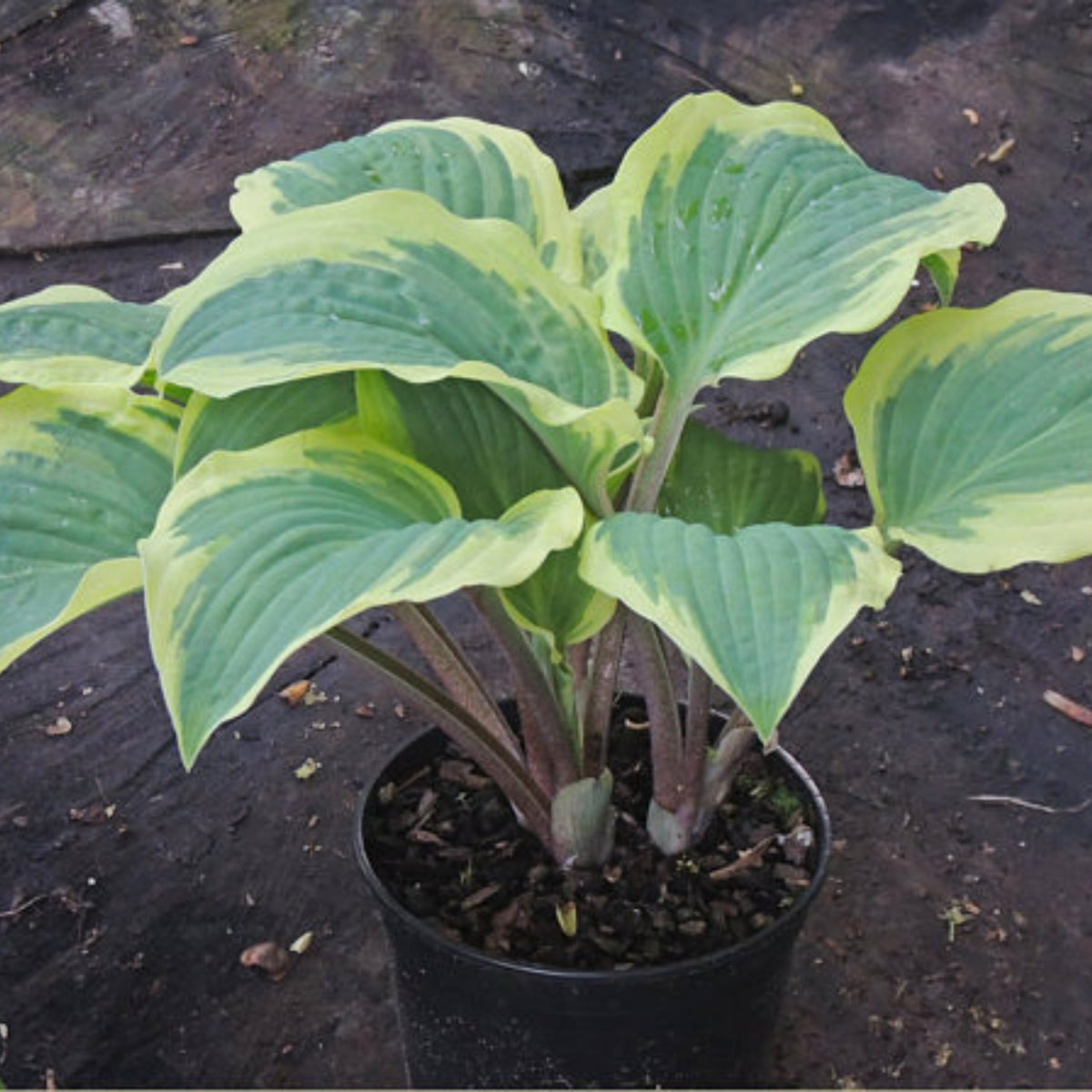 Hot Stuff Hosta – NH Hostas