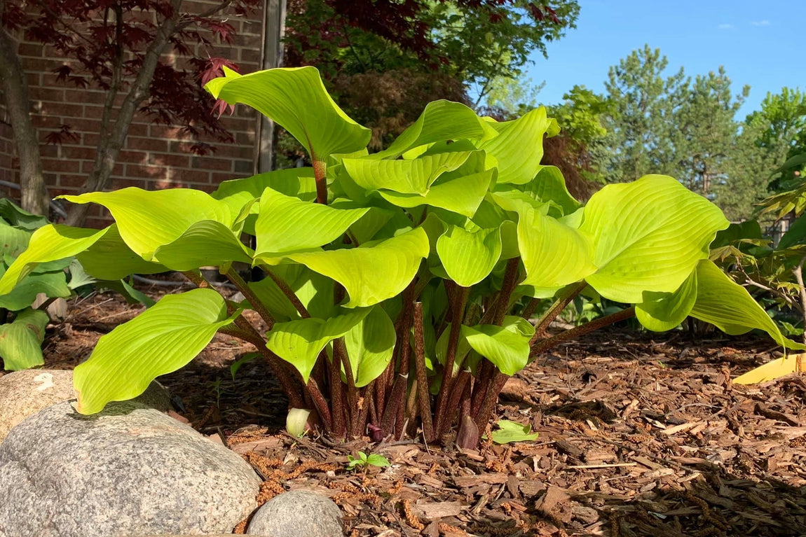 Buy Red Petiole Hostas - Unusual Hosta Plants Have Red Stems – NH Hostas