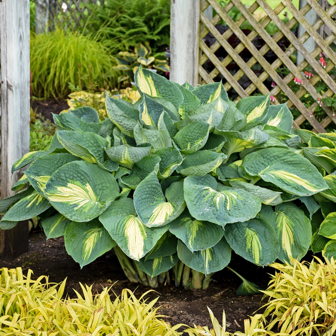 Buy Large Hosta Plants 23 to 29 Inches Tall – NH Hostas