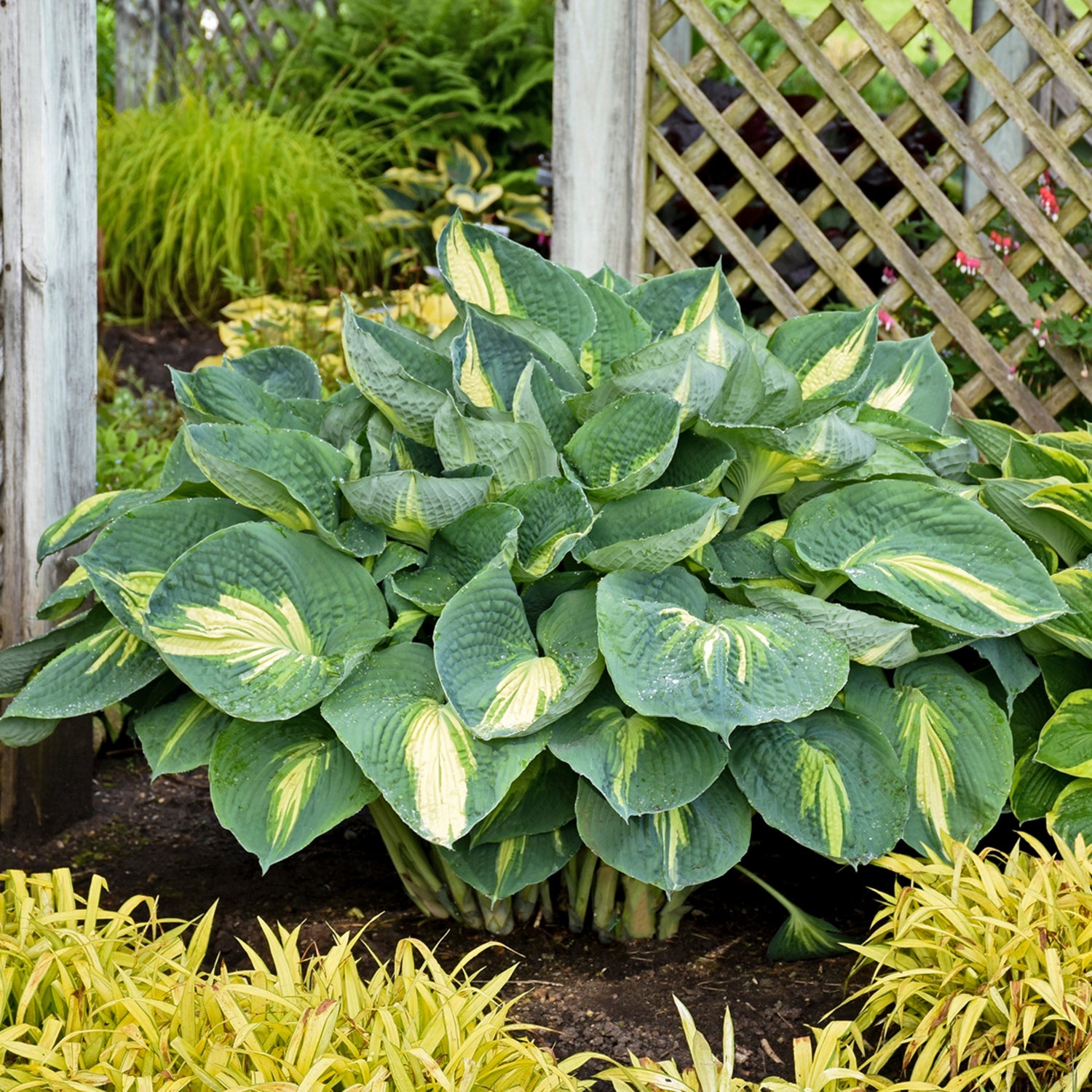 Buy Large Hosta Plants 23 to 29 Inches Tall – NH Hostas