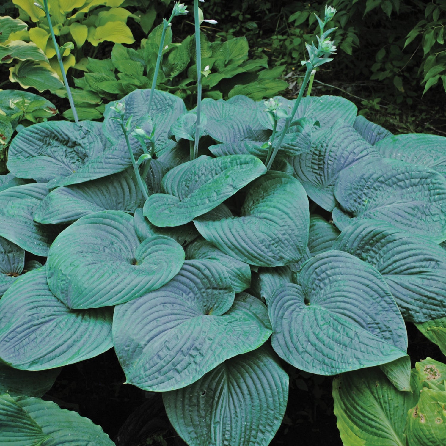 Buy Giant Hostas - Add Giant Hosta Cultivars - Big Hosta Plants Make An ...