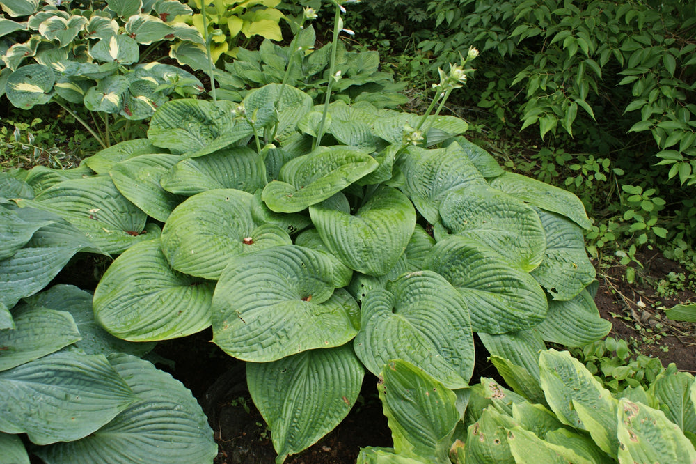 Buy Giant Hostas - Add Giant Hosta Cultivars - Big Hosta Plants Make An ...