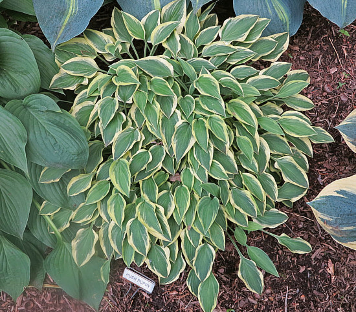 Buy Minature Hostas Online - Mini Hosta Plants Are Perfect As Border ...