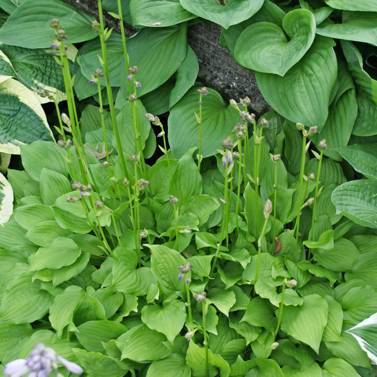 Hydon Sunset Hosta - Shade Perennial Small Hosta Plant – NH Hostas