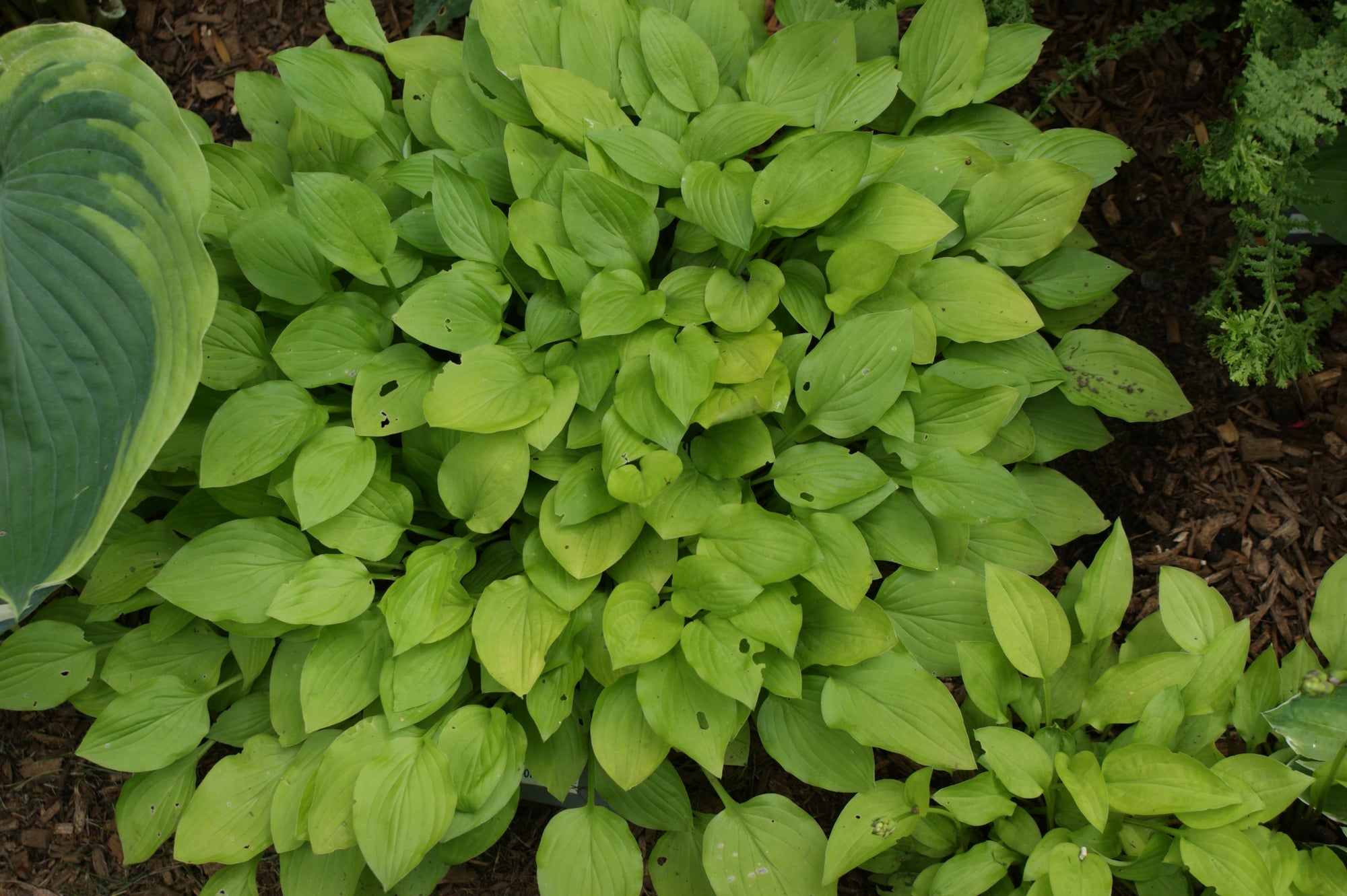 Ground Cover Hosta - Hostas For Rock Gardens Or Borders – NH Hostas