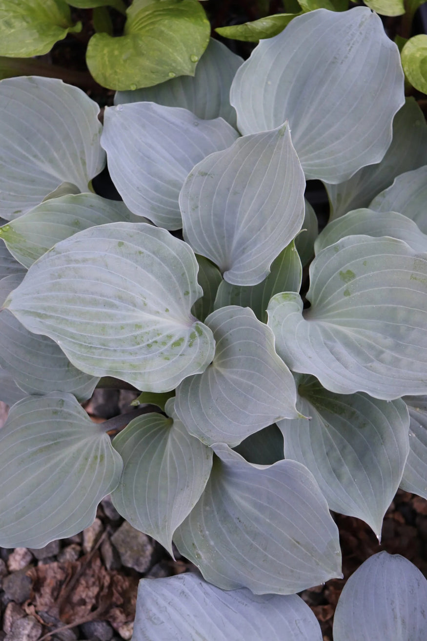 Buy Red Petiole Hostas - Unusual Hosta Plants Have Red Stems – NH Hostas
