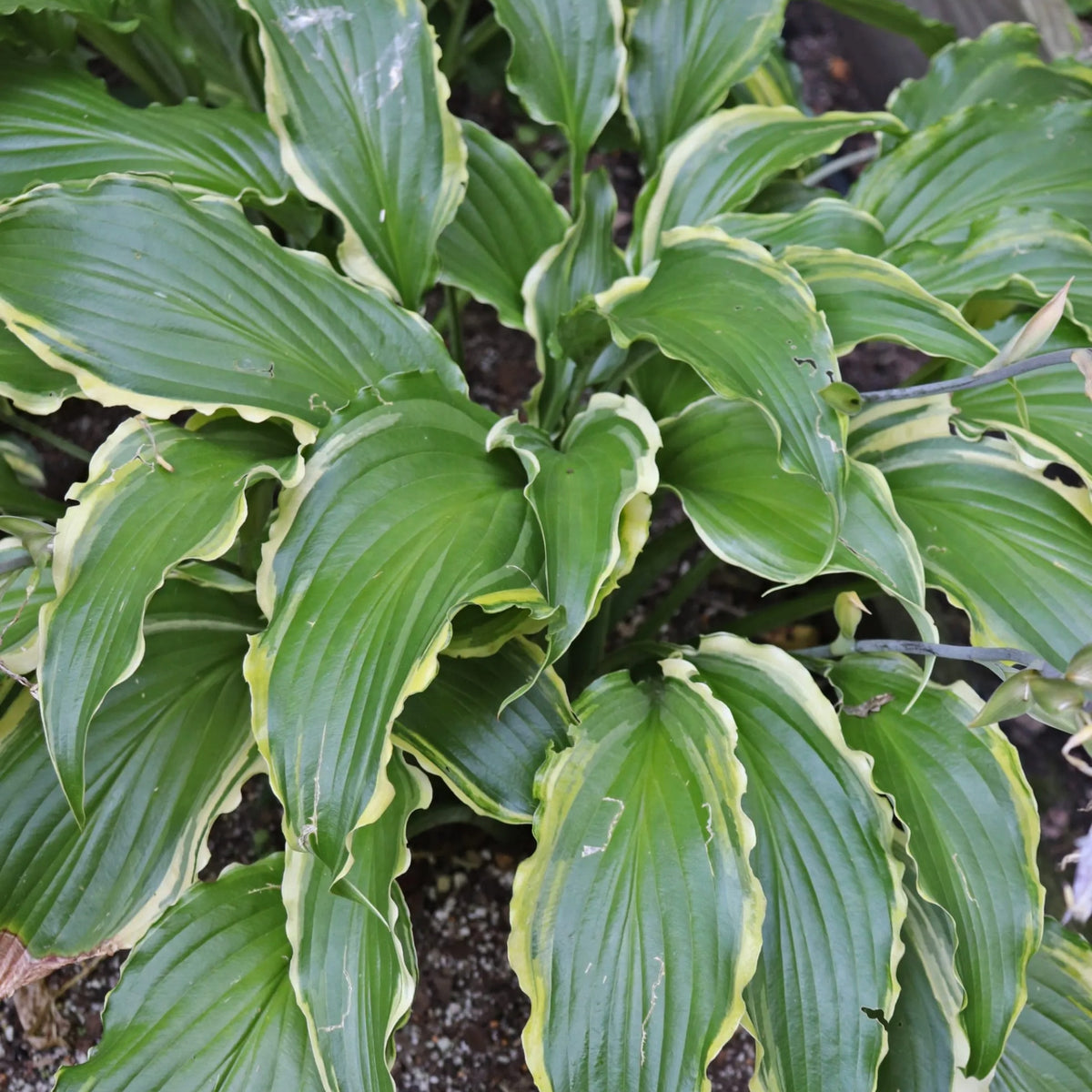 Quicksand Hosta - 4.5 Inch Container (NEW For 2023!) – NH Hostas