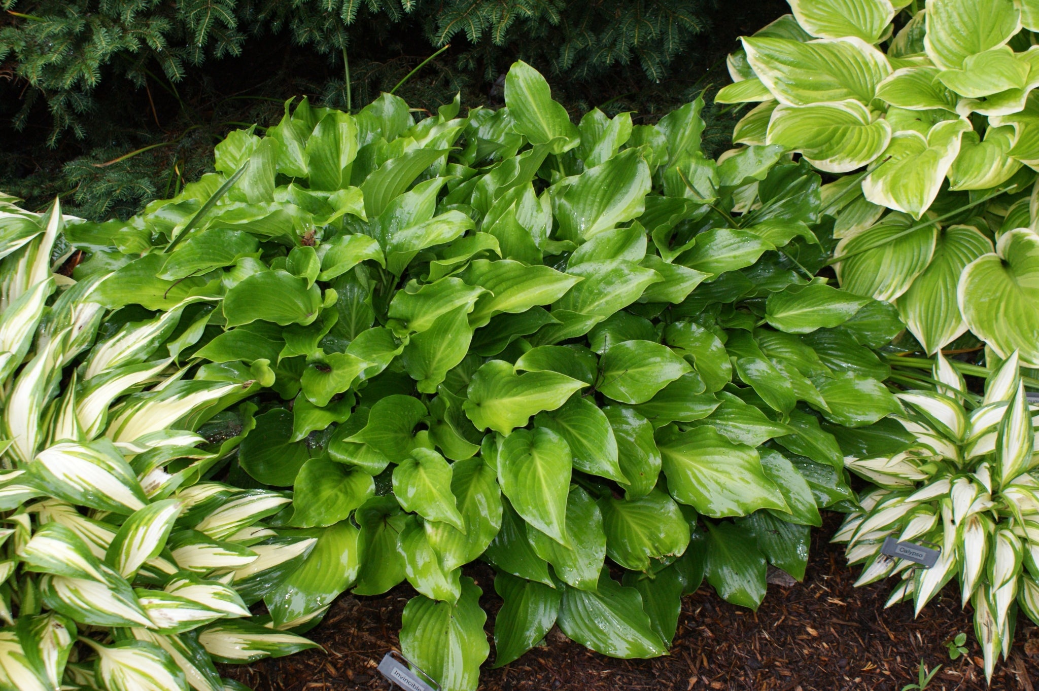 Buy Green Hostas In An Intriguing Variety Of Shades – NH Hostas