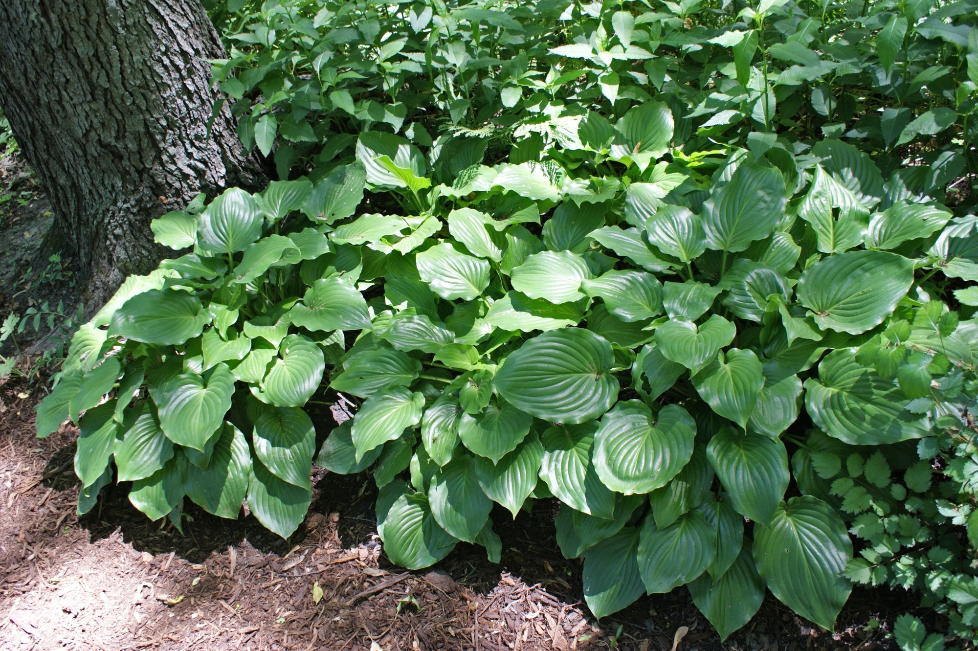 Buy Green Hostas In An Intriguing Variety Of Shades – NH Hostas